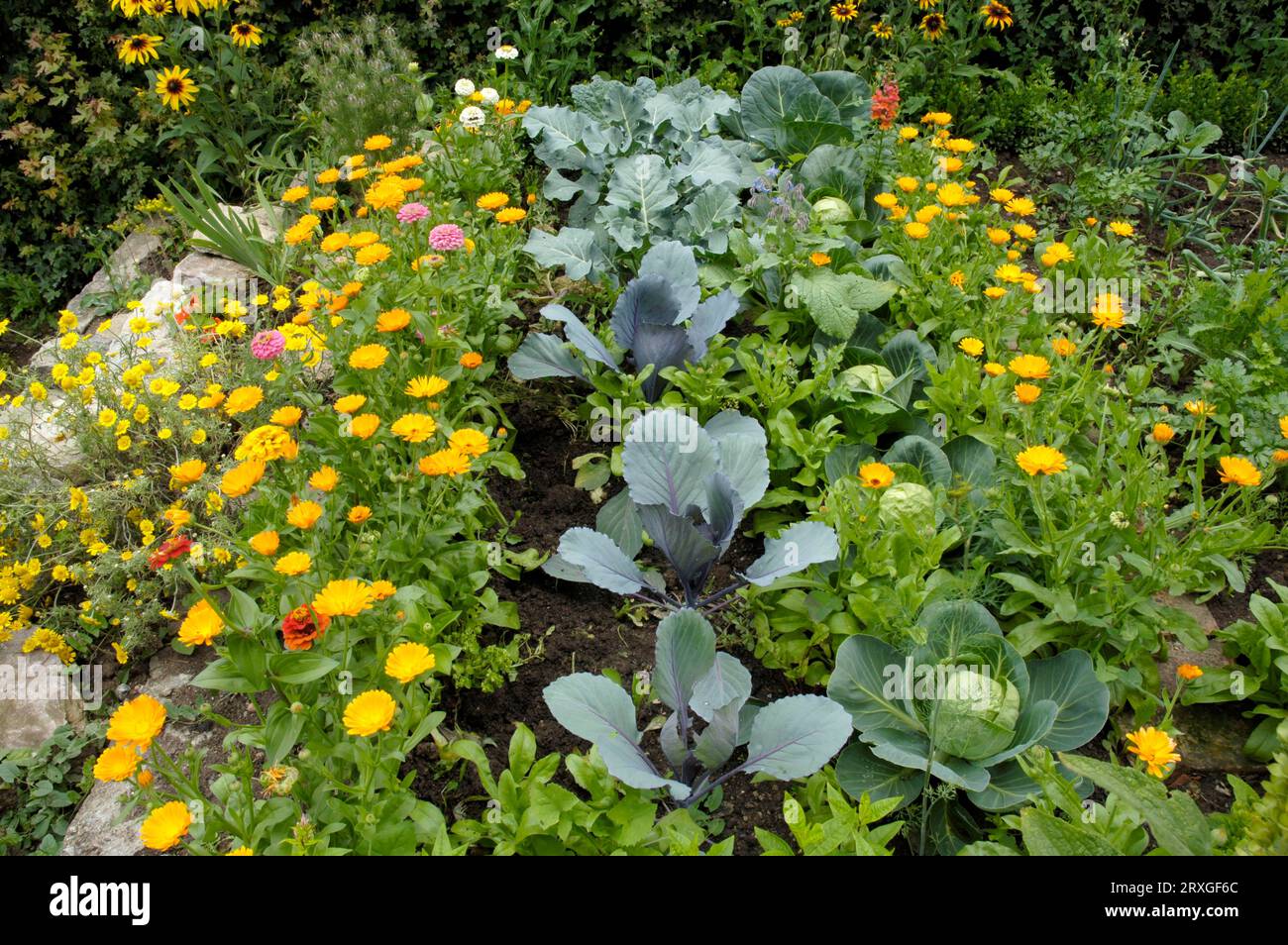 Bed of vegetables and Garden Marigold, Vegetable Bed with Cabbage and ...