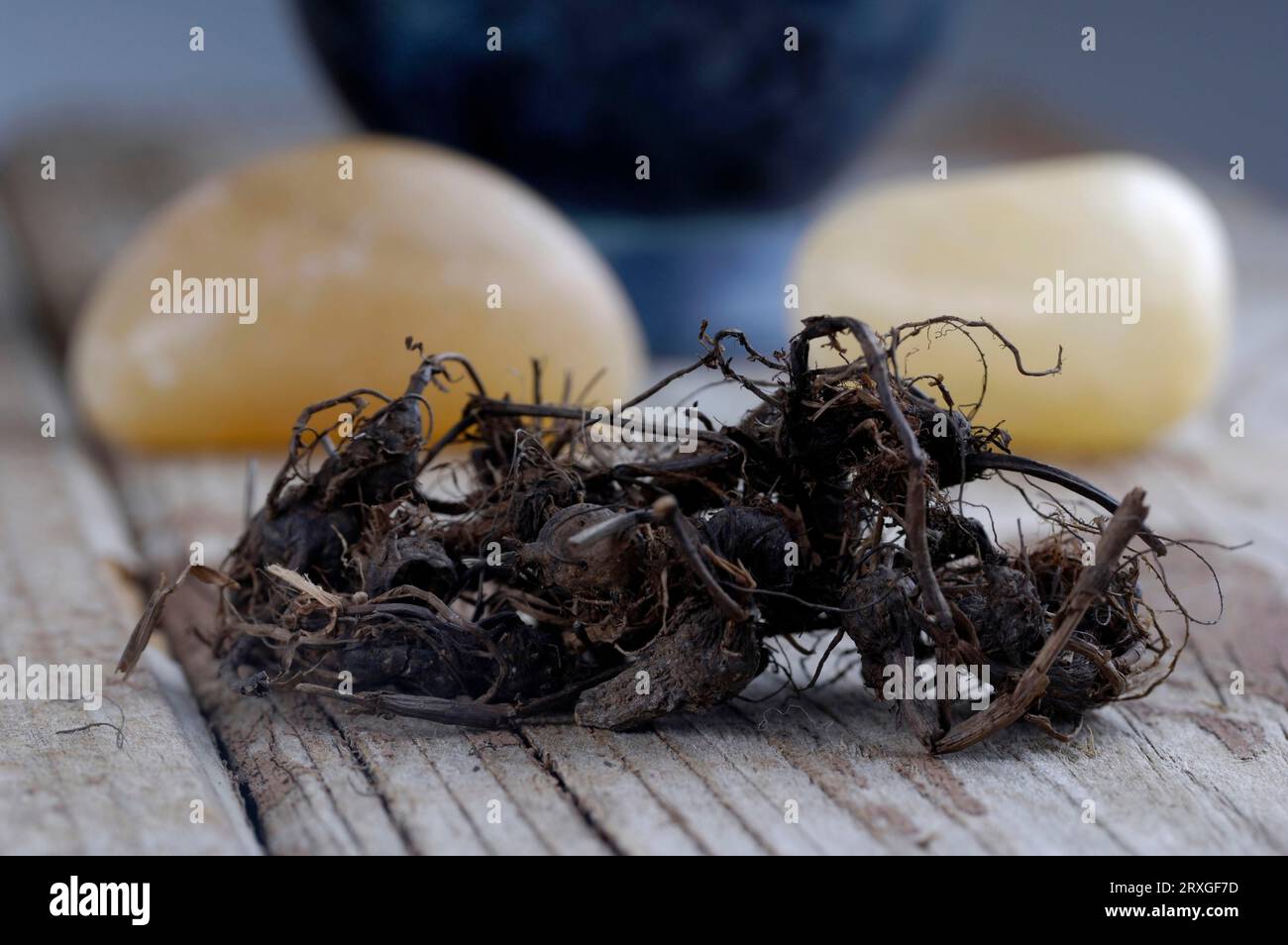 Nutgrass nut grass (Cyperus rotundus), Nagarmustaka roots, Ayuverdic ...