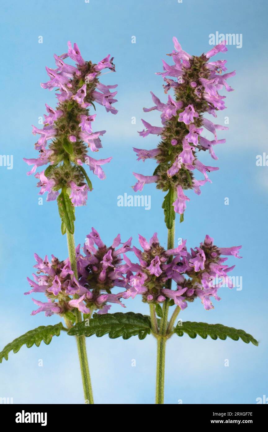 Wood Betony (Betonica officinalis Stock Photo - Alamy