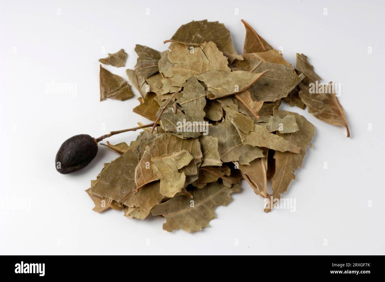 Dried Neem (Azadirachta indica) neem, dried neem leaves, Ayuverdic ...