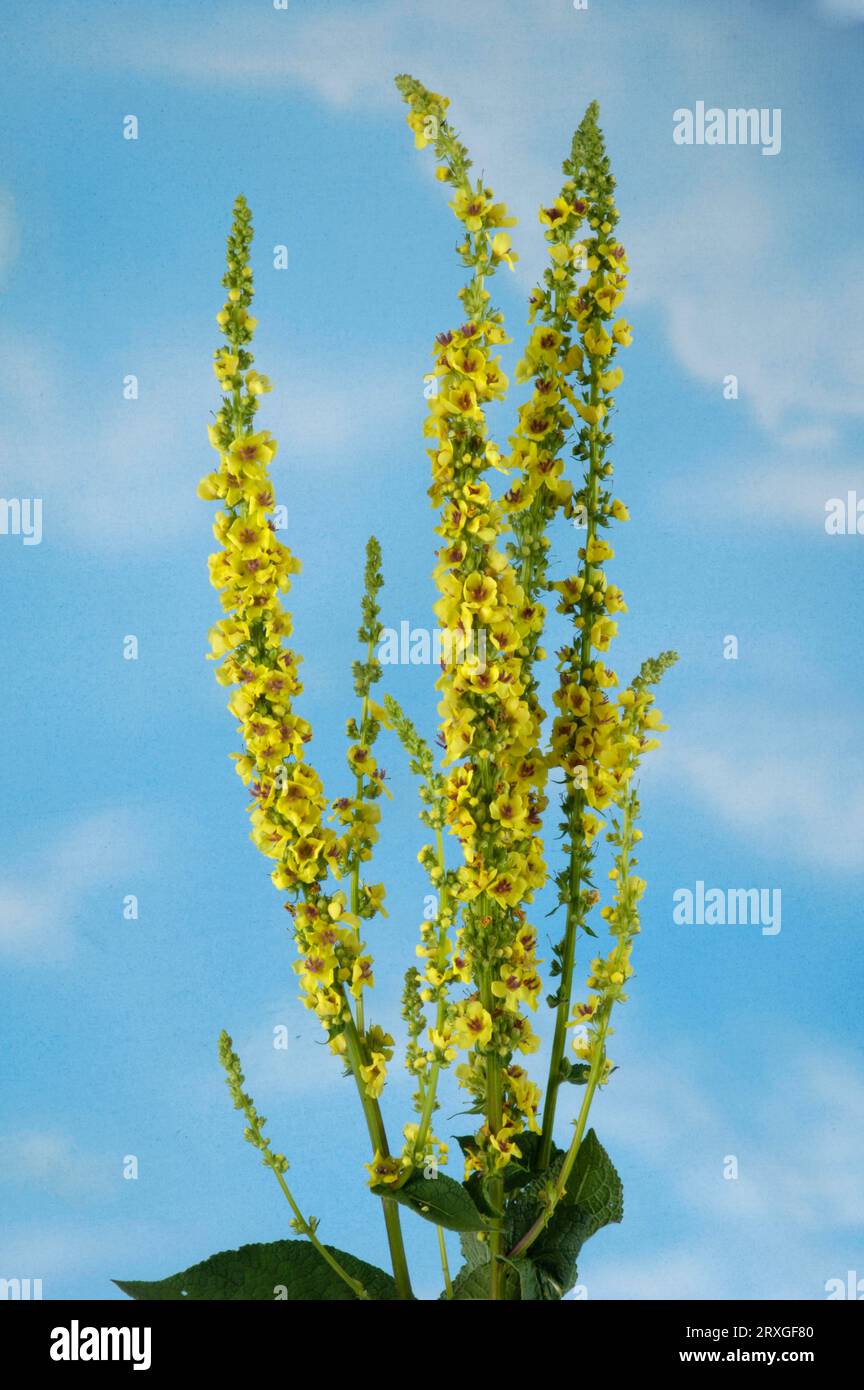 Dark Mullein, dark mullein (Verbascum nigrum), indoor, studio, indoor ...