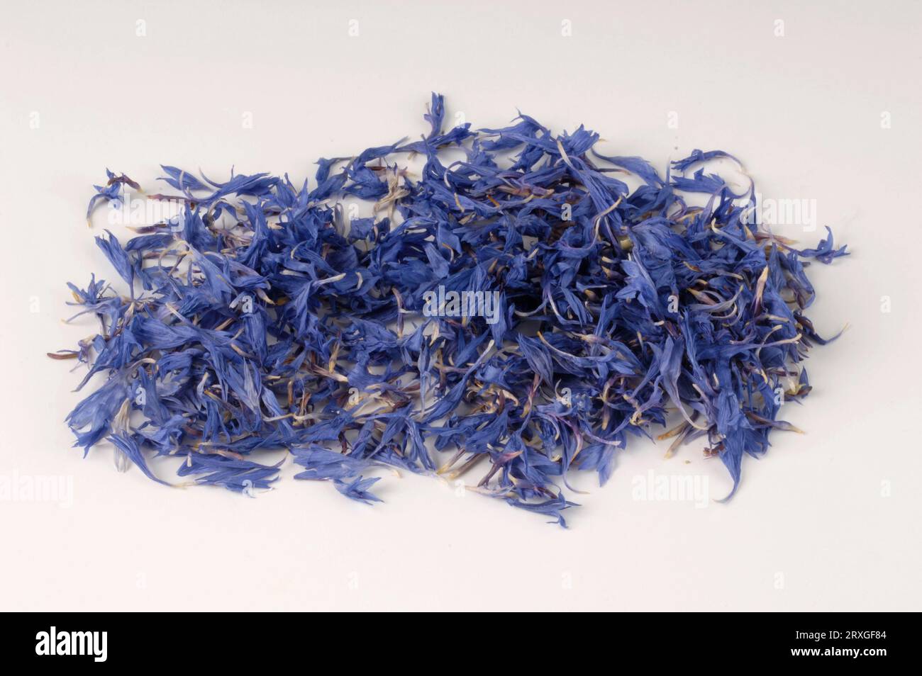 Dried Perennial Cornflower (Centaurea montana), indoors, studio, cut ...