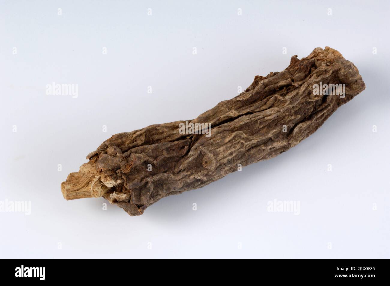Costus roots (Saussurea costus), Indian costus root, costus root ...