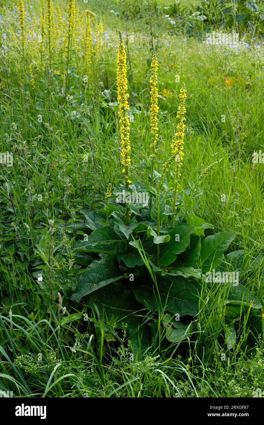 Dark mullein, black mullein (Verbascum nigrum Stock Photo - Alamy