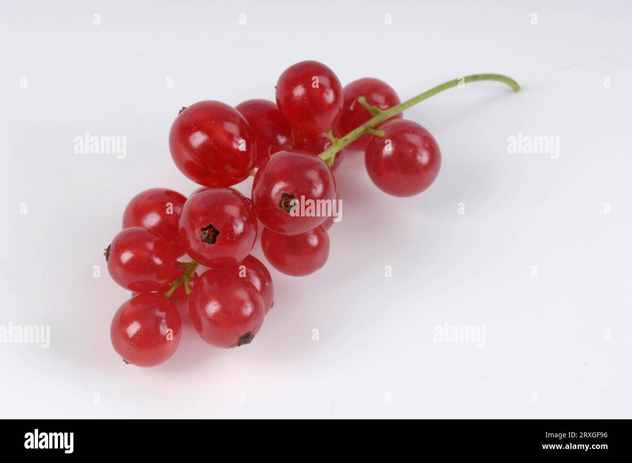 Red Currant berries, Redcurrant (Ribes rubrum) currants, inside, Studio ...