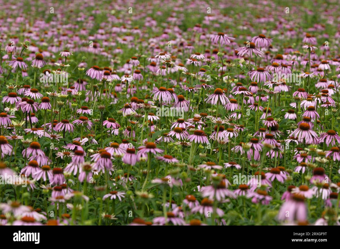 Purple Purple Cone flower (Rudbeckia purpurea) (Echinacea purpurea ...