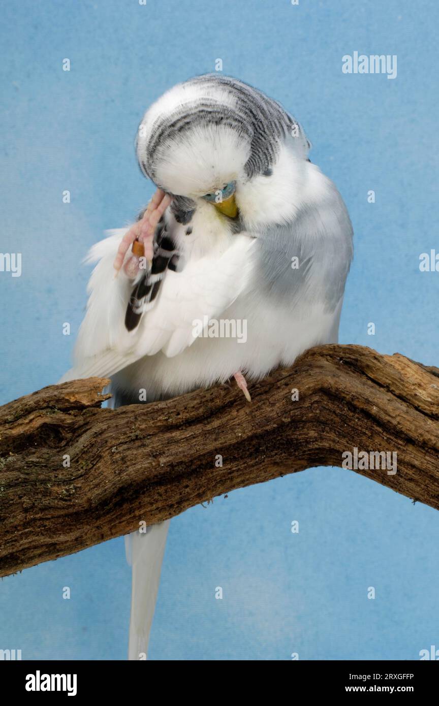 Budgerigar, male, budgerigar (Melopsittacus undulatus), Australian pied ...