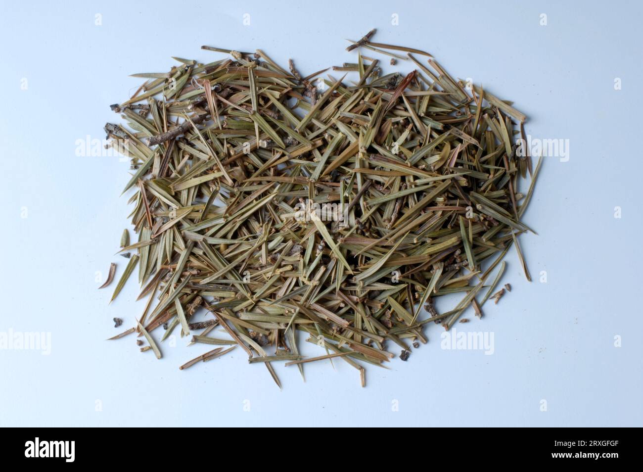 Common Juniper (Juniperus communis), juniper tips, indoor, studio ...