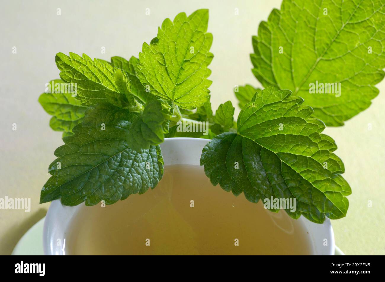 Cup o fLemon balm tea, cup with lemon balm tea (Melissa officinalis ...
