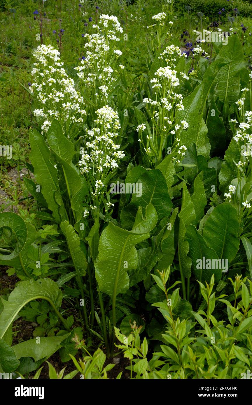 Horseradish (Armoracia rusticana Stock Photo - Alamy