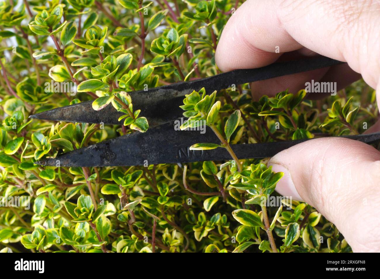 Thyme beeing cut (Thymus vulgaris), thyme being cut Stock Photo - Alamy