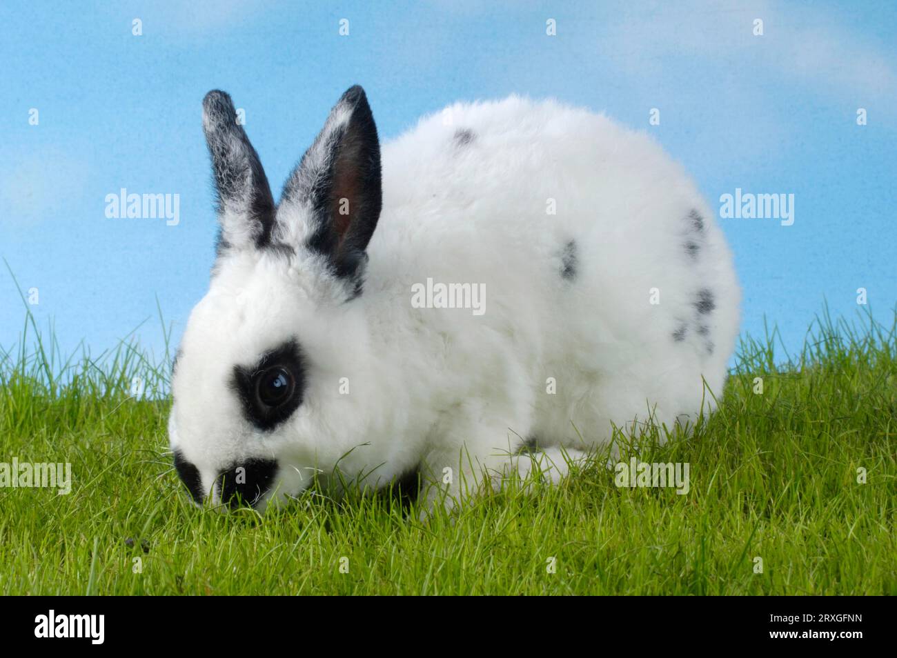Dwarf Rabbit, Cub Stock Photo - Alamy