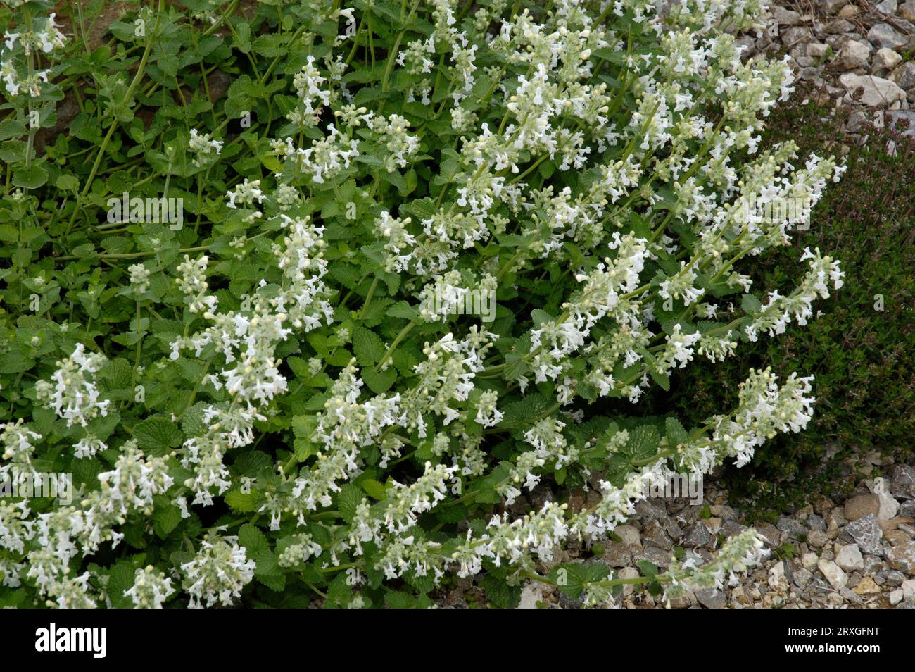 Catmint 'Alba' (Nepeta x fassenii), Catmint 'Alba', Blue mint Stock ...