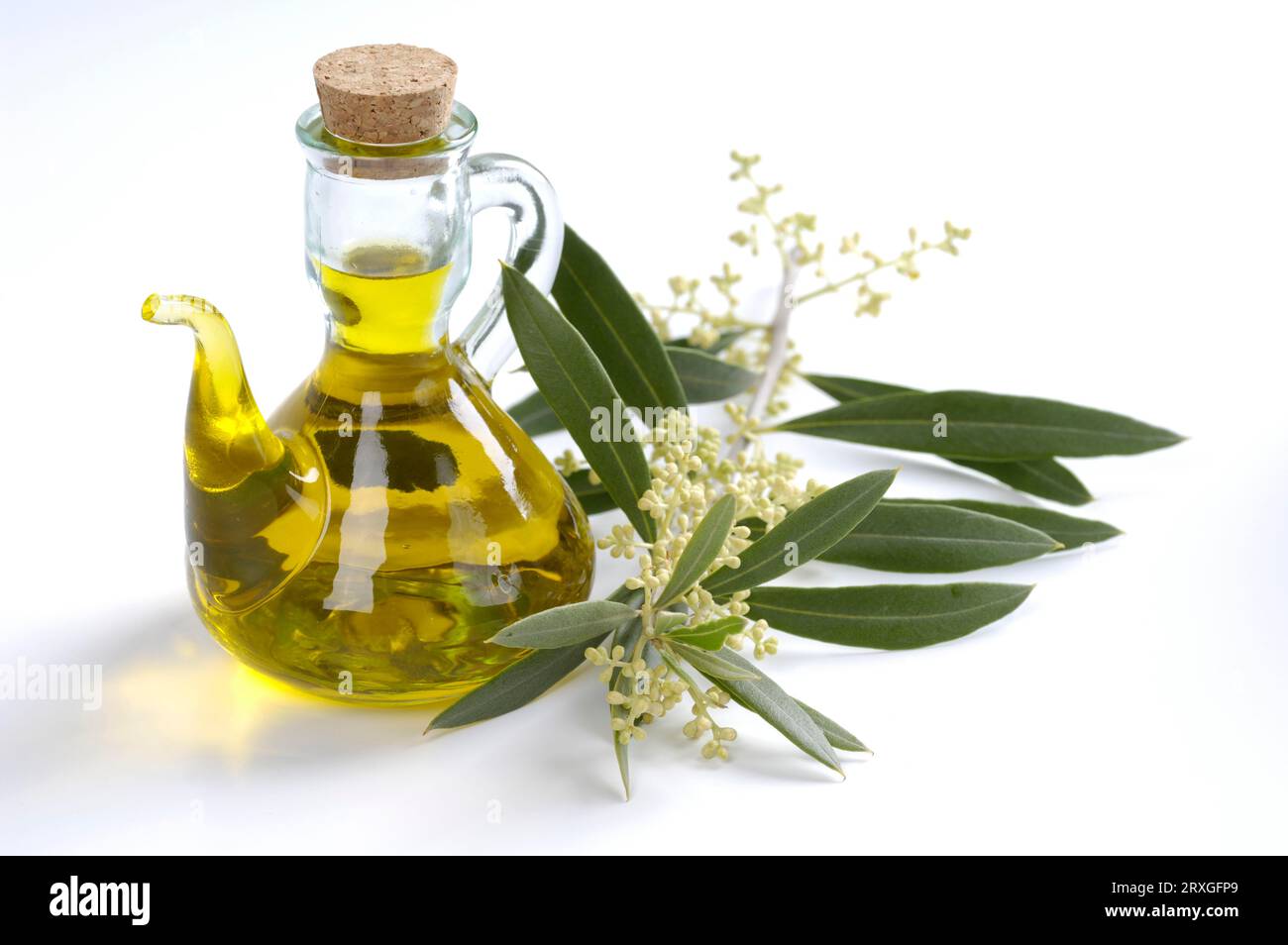 Bottle of Olive oil (Olea), Bottle of olive oil, Olive oil Stock Photo ...