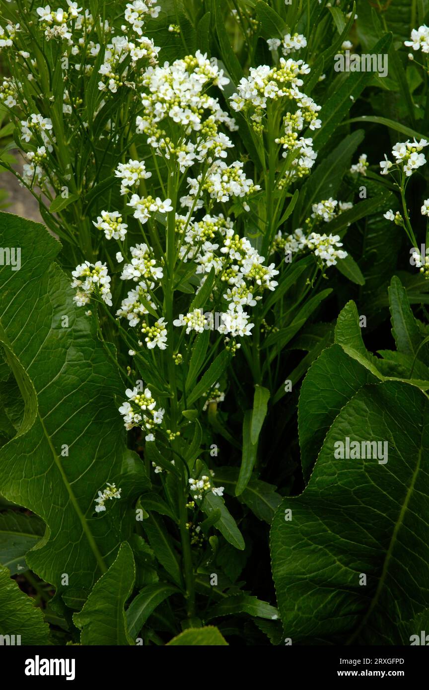 Horseradish (Armoracia rusticana Stock Photo - Alamy