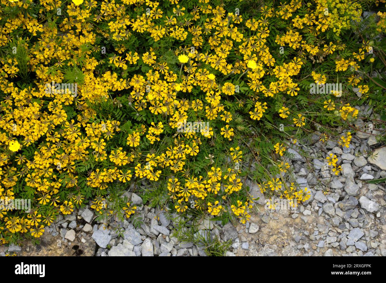 Hippocrepis yellow vetch hi-res stock photography and images - Alamy