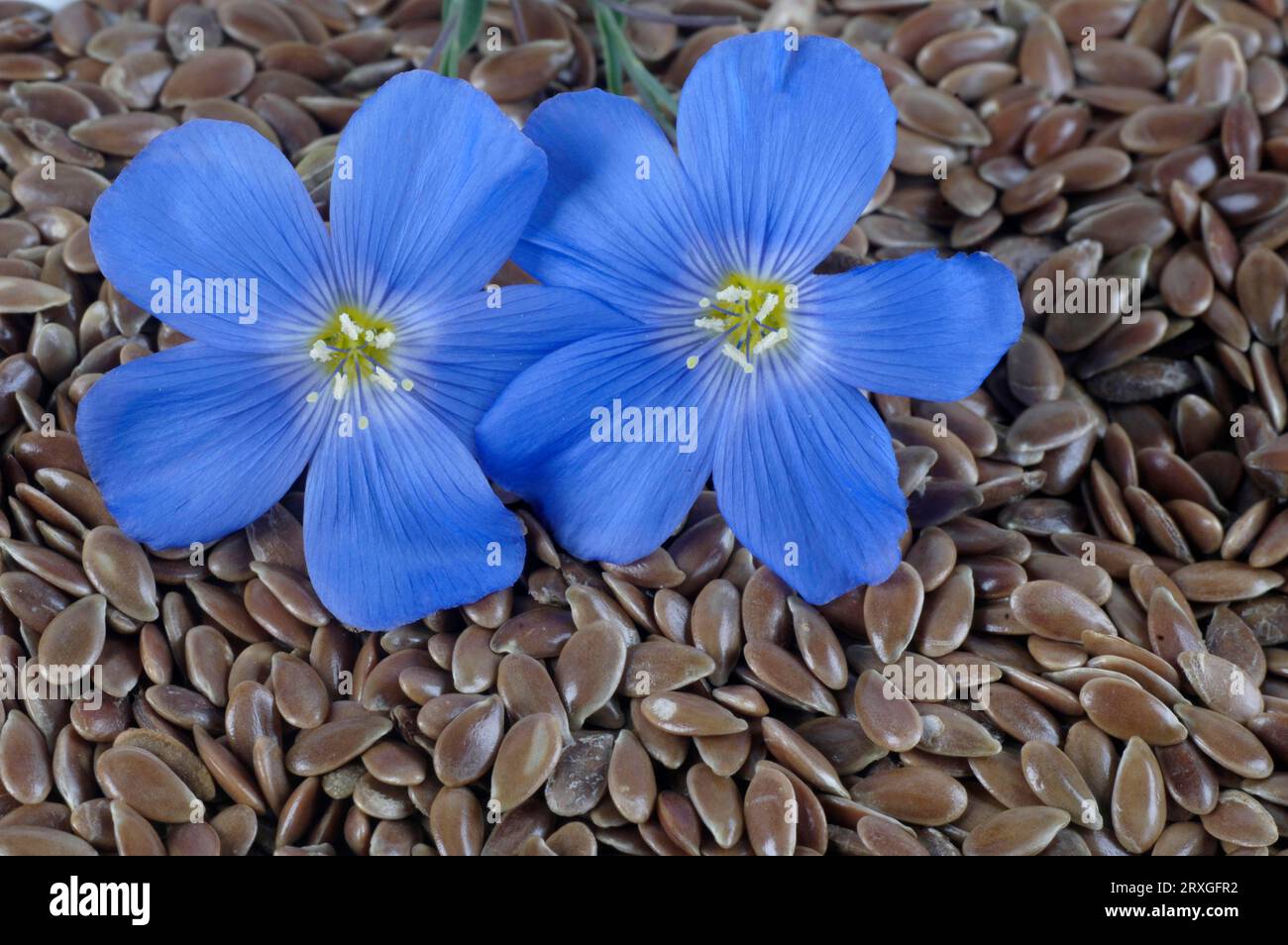 Common flax, blossoms on linseed (Linum usitatissimum), blue flax ...