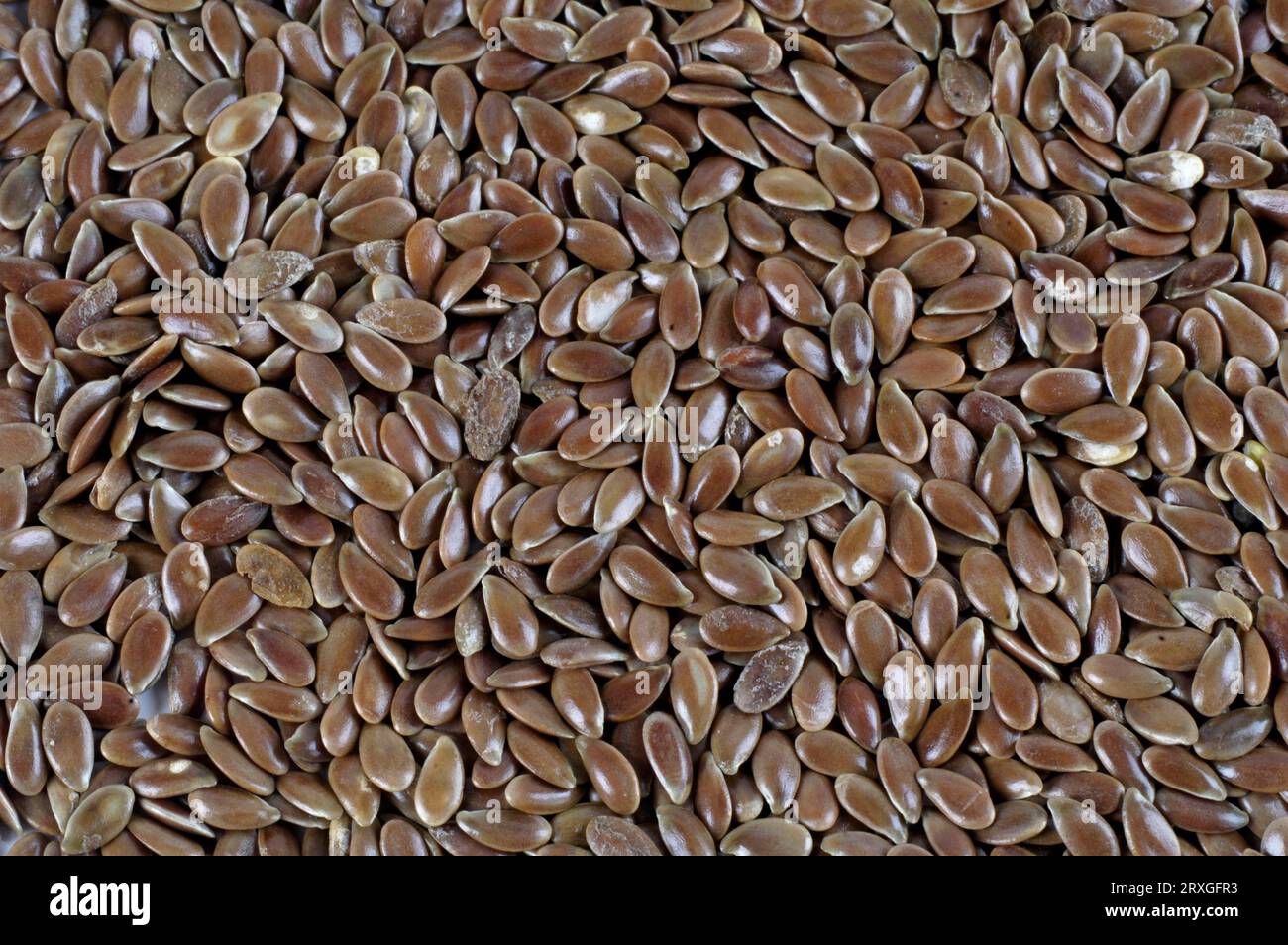 Common flax, linseed (Linum usitatissimum), linseed, linen, seed linen, linseed Stock Photo - Alamy