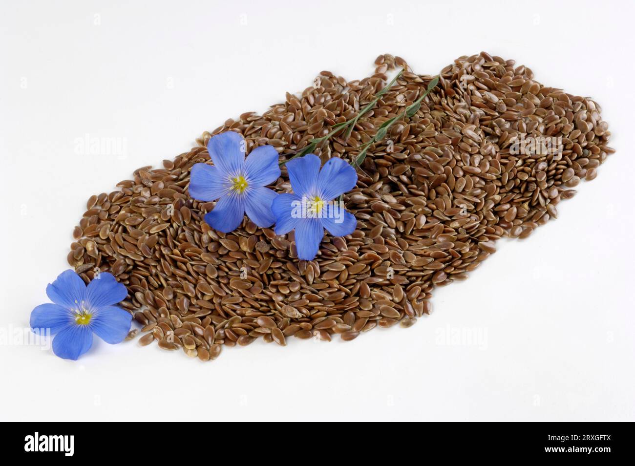 Common flax, linseed (Linum usitatissimum), linseed, linen, seed linen ...