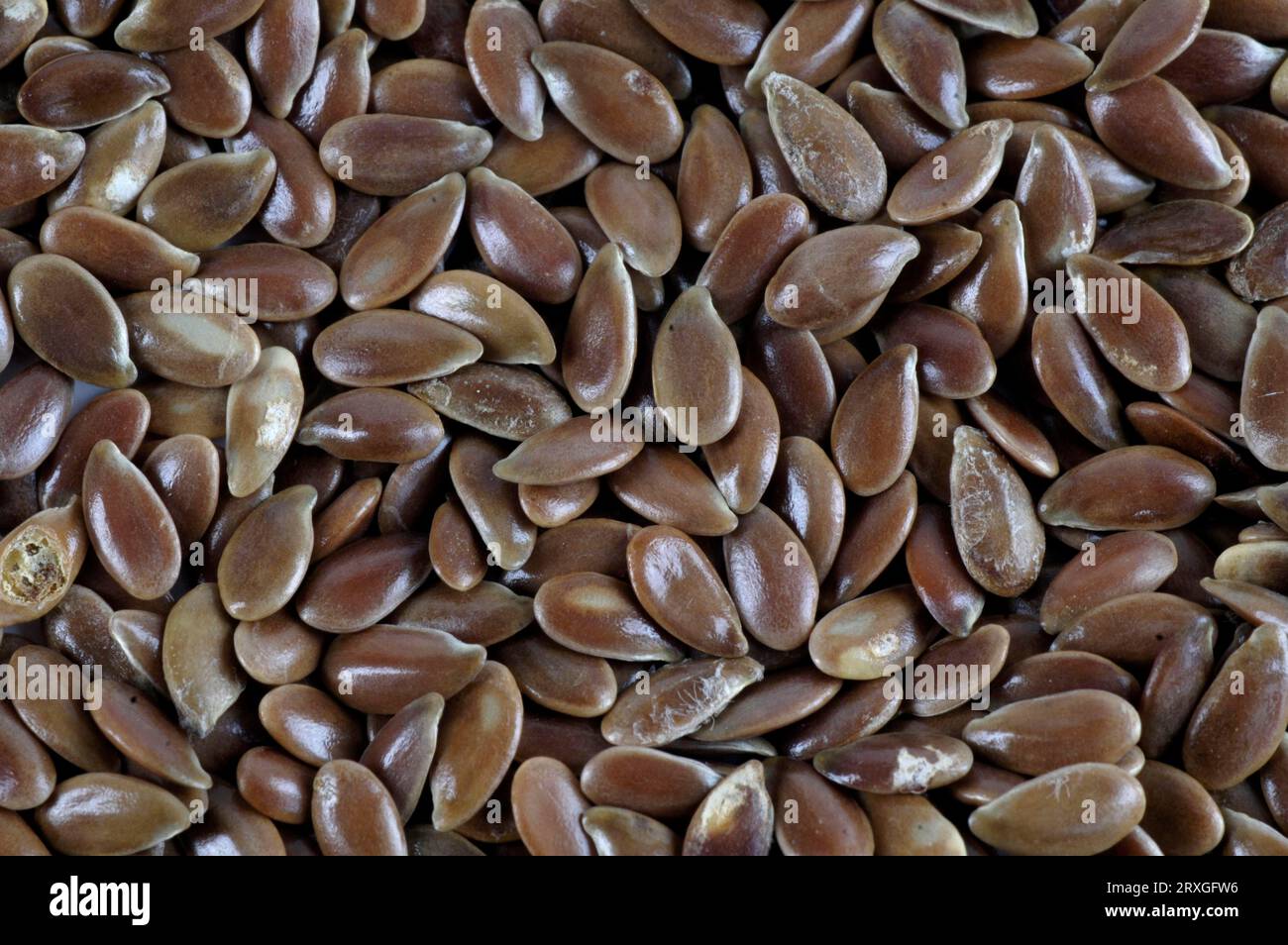 Common flax (Linum usitatissimum), linseed Stock Photo - Alamy
