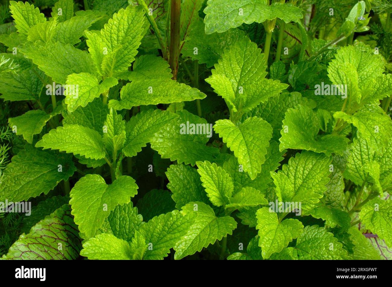 Lemon Balm or Sweet Balm (Melissa officinalis Stock Photo - Alamy