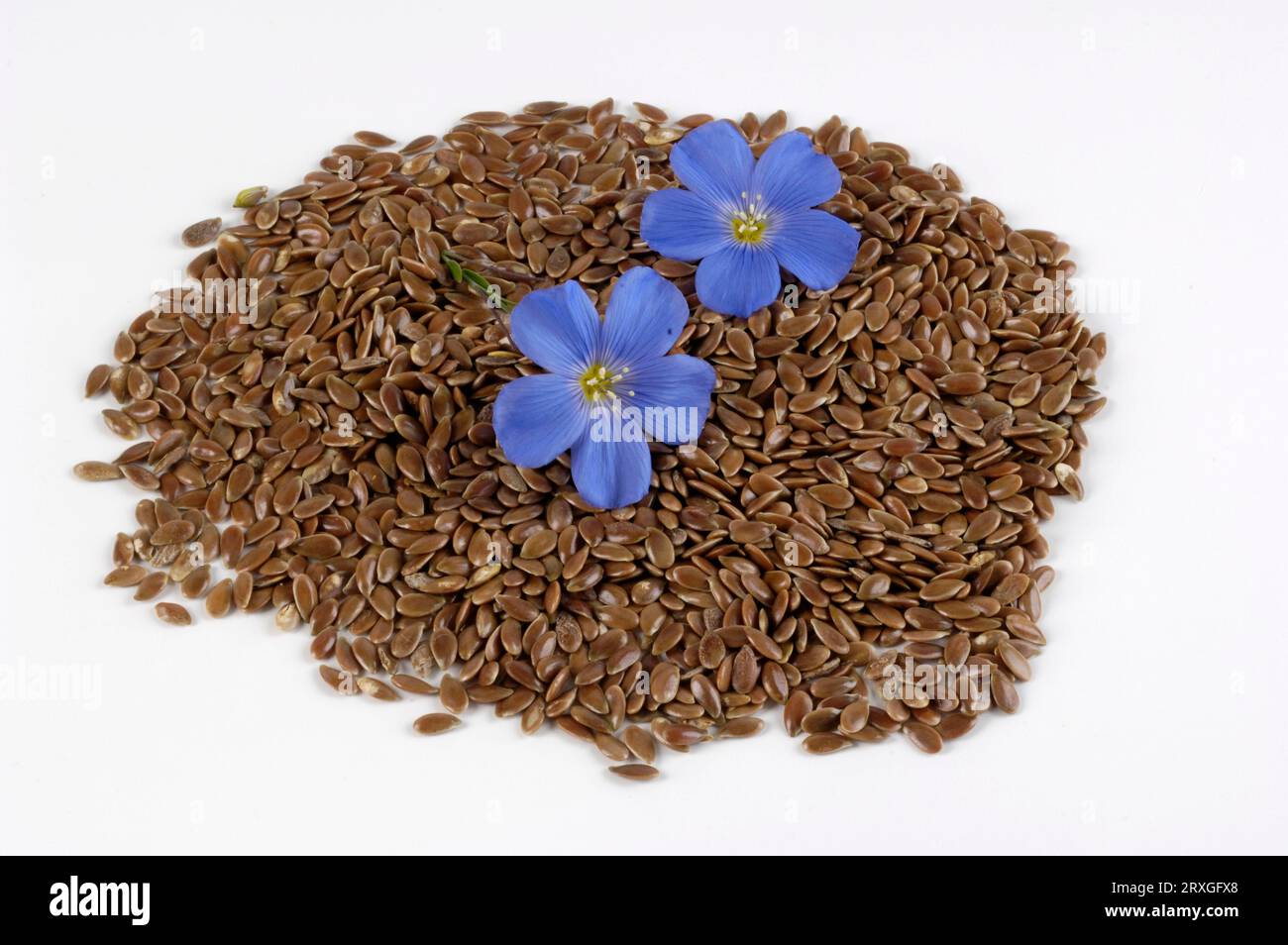 Common flax (Linum usitatissimum), linseed Stock Photo - Alamy