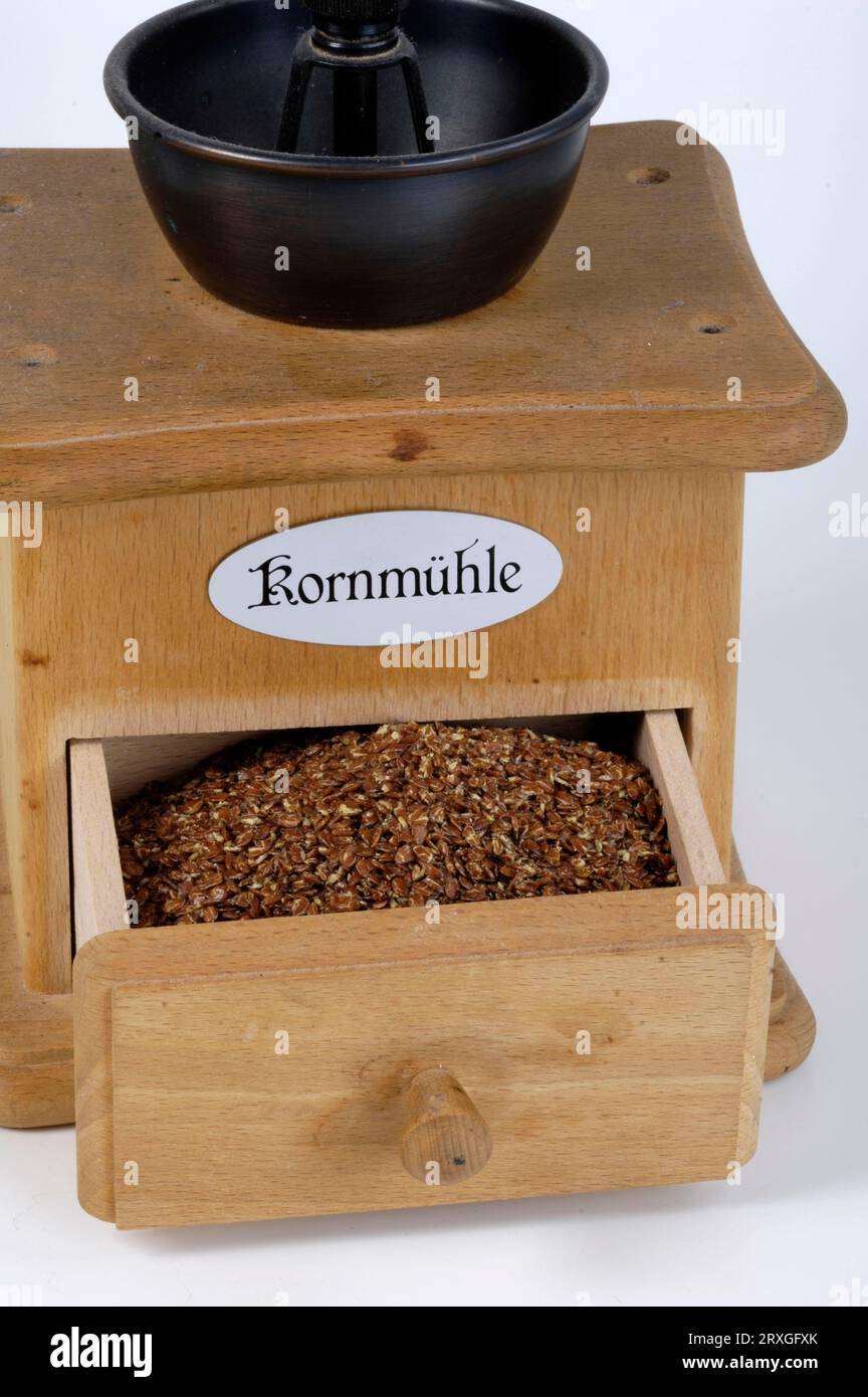 Common flax, linseed in hand mill (Linum usitatissimum), linseed in ...