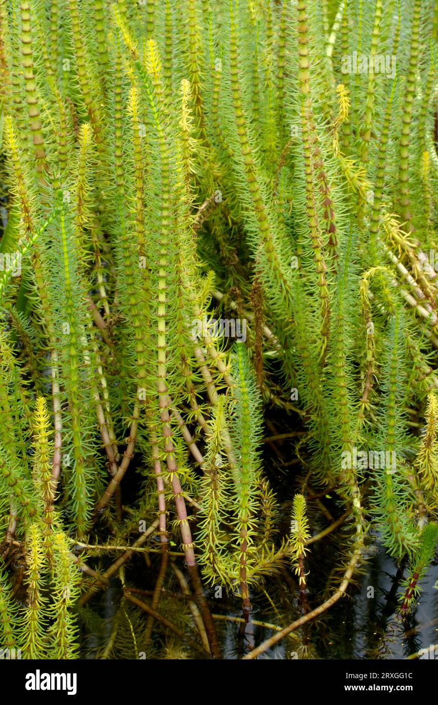 Marestail, common fir frond (Hippuris vulgaris Stock Photo - Alamy