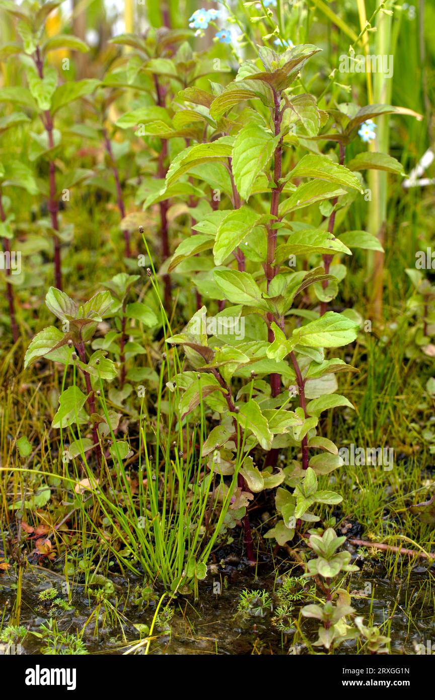 Water mint mentha aquatic hi-res stock photography and images - Alamy