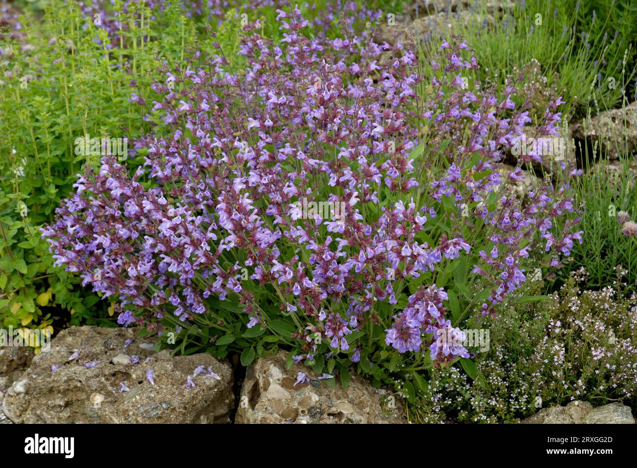 Common Common sage (Salvia officinalis Stock Photo - Alamy
