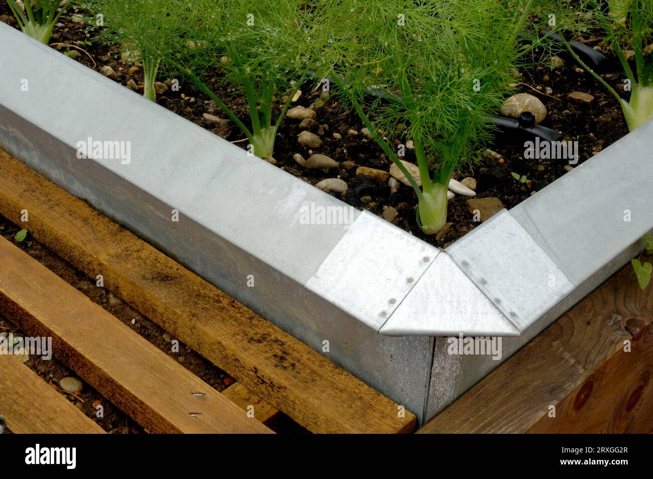 Metal snail fence around vegetable patch, snail defence against Spanish ...