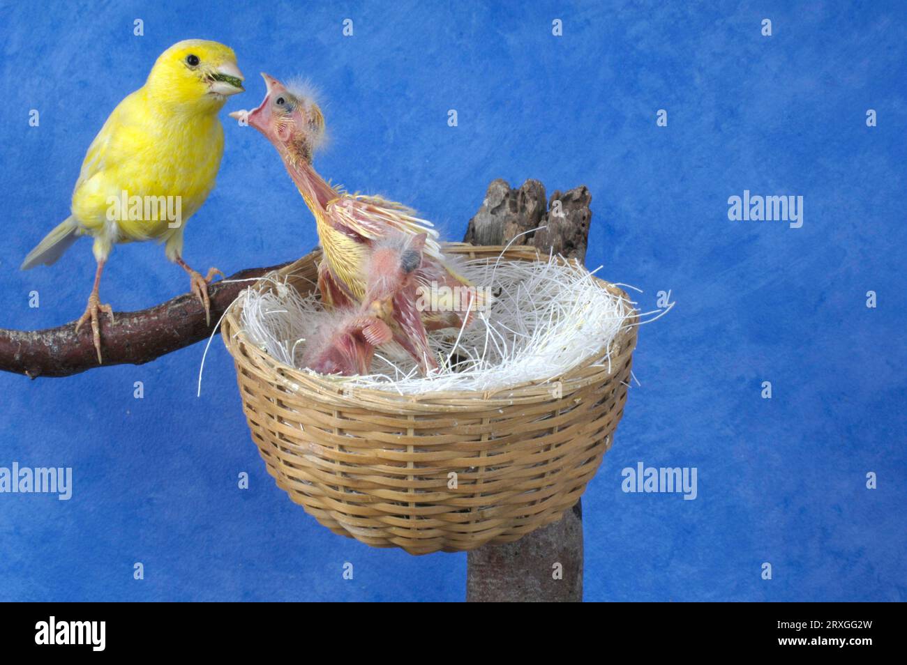 Canary feeding chicks at the nest (Serinus canaria Stock Photo - Alamy