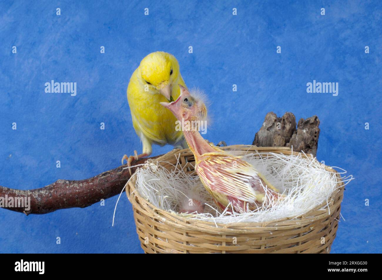 Canary feeding chicks at the nest (Serinus canaria Stock Photo - Alamy