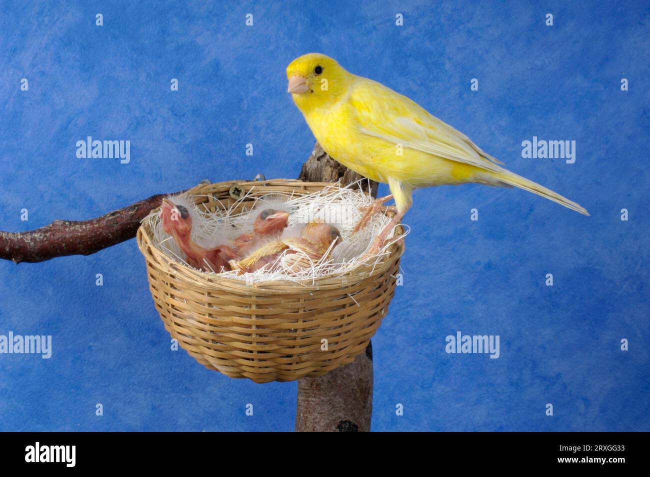 Canary with chicks in nest (Serinus canaria Stock Photo - Alamy
