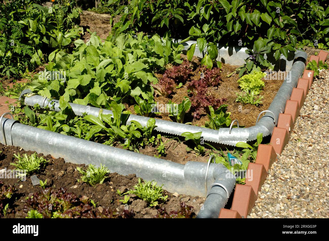 Spanish slug defense, slug fence around vegetable patch, slug defense ...