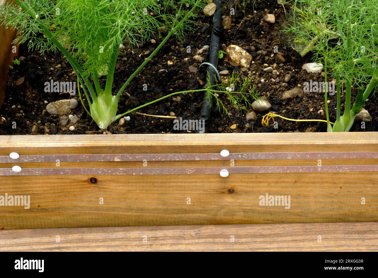 Spanish slug defense, slug fence around vegetable patch, slug defense ...