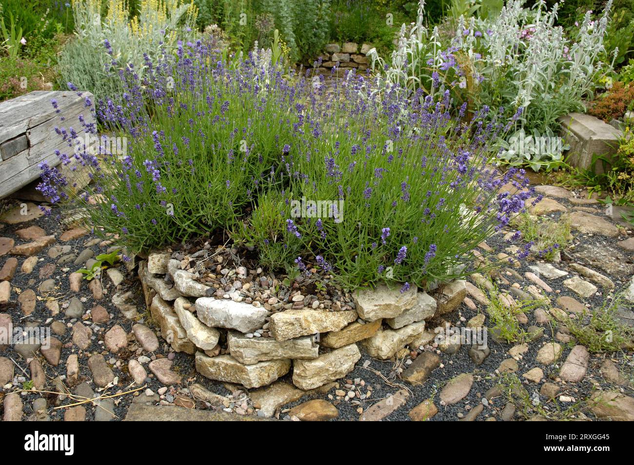 Lavender, true lavender (Lavandula angustifolia Stock Photo - Alamy