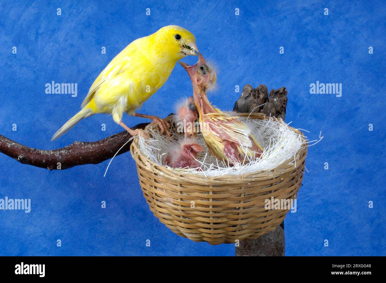 Canary feeding chicks at the nest (Serinus canaria Stock Photo - Alamy