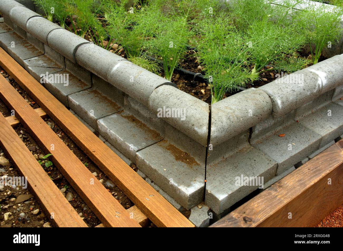 Spanish slug defense, slug fence around vegetable patch, slug defense ...