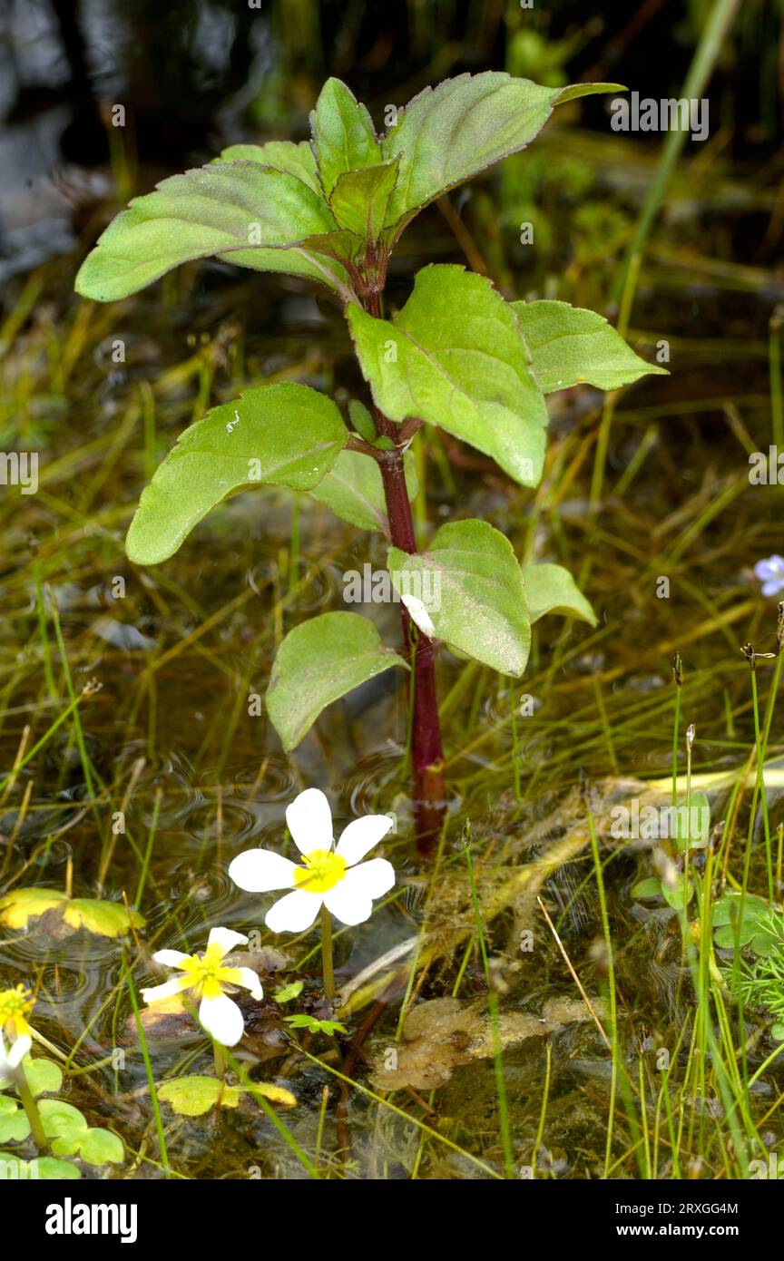 Water mint (Mentha aquatica Stock Photo - Alamy