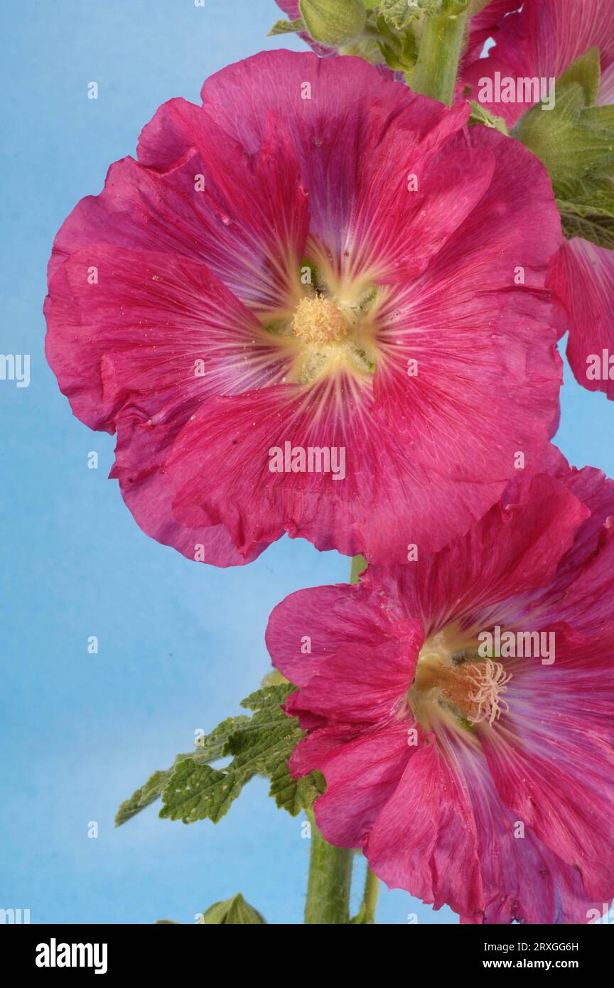 Hollyhock (Alcea rosea hybride) (Althaea rosea hybride Stock Photo - Alamy