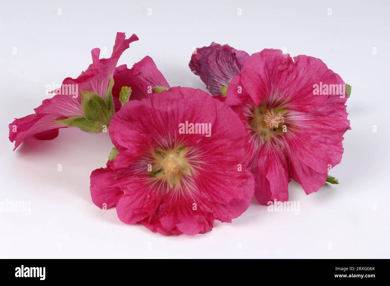 Hollyhock (Alcea rosea hybride) (Althaea rosea hybride Stock Photo - Alamy