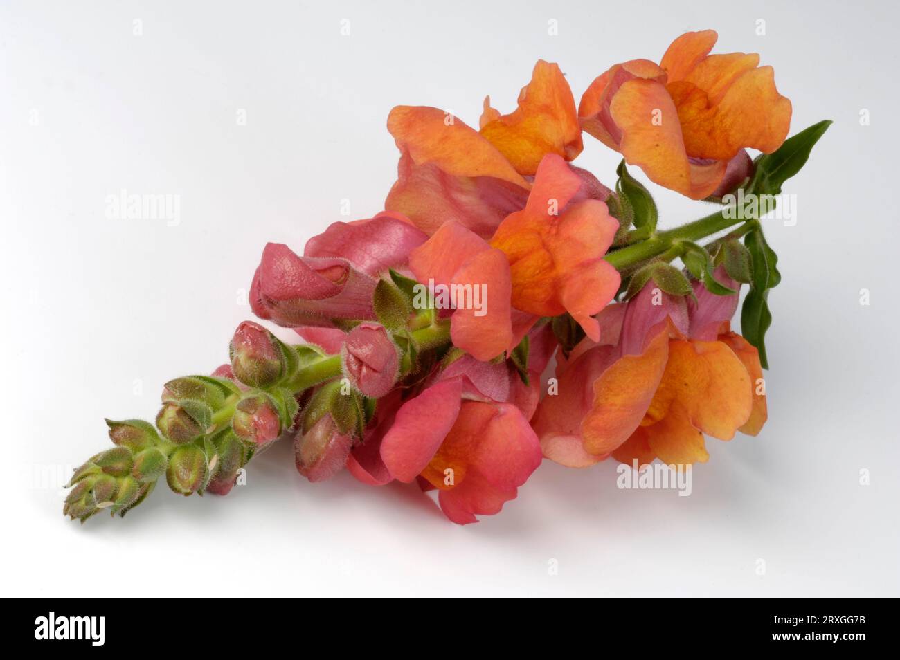 Common snapdragon (Antirrhinum majus), snapdragon Stock Photo - Alamy
