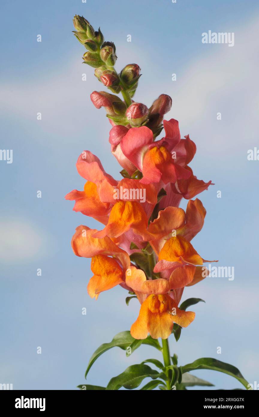 Common snapdragon antirrhinum majus hi-res stock photography and images ...