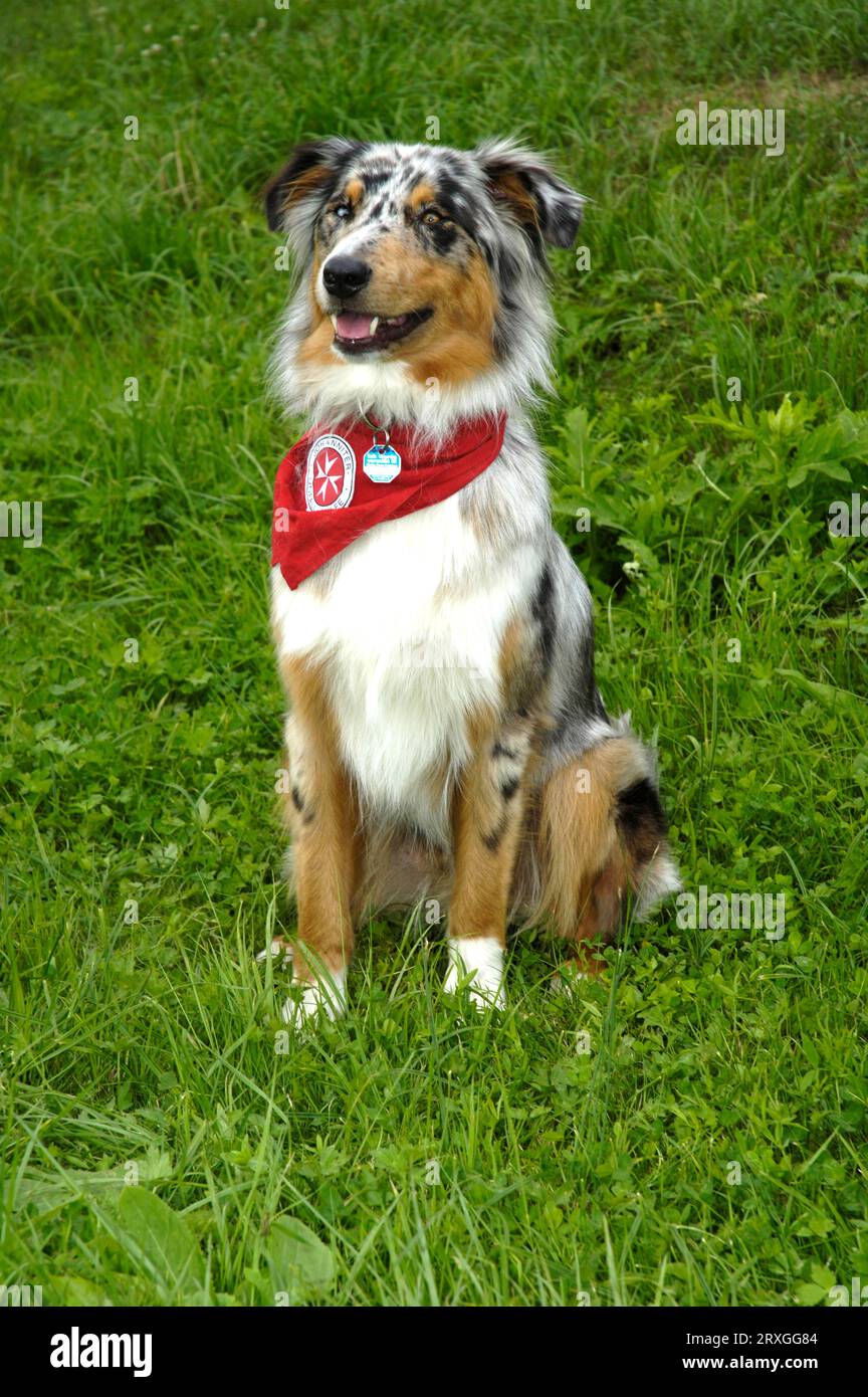 Australian shepherd rescue dog hi-res stock photography and images - Alamy