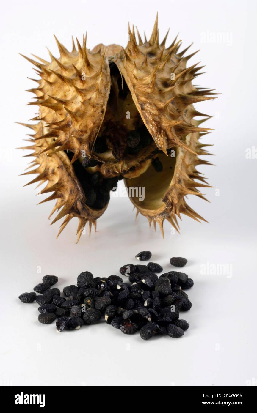 Thorn Apple seeds, white Jimson Weed (Datura stramonium), fruit bunch ...