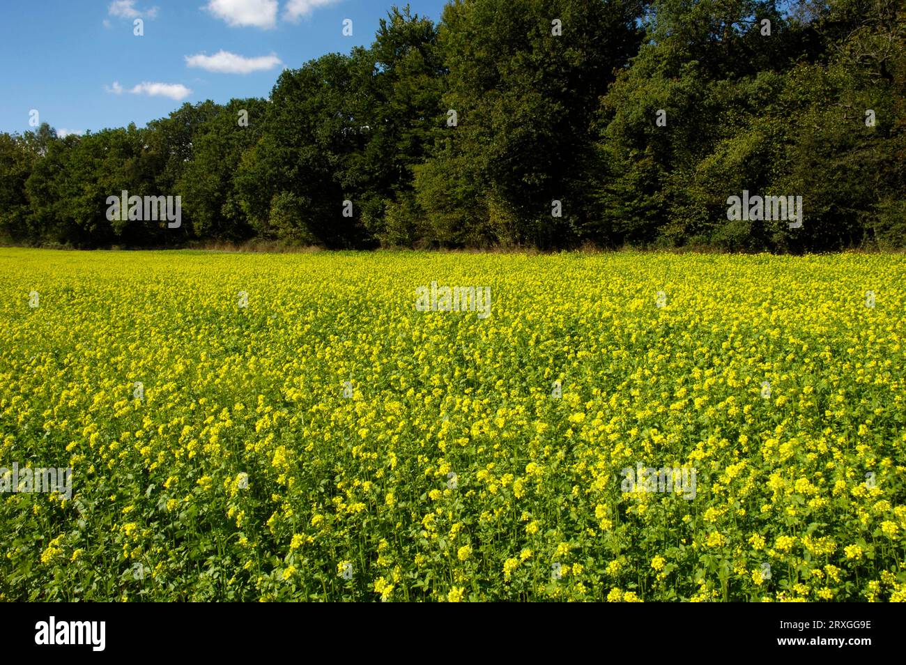 Field of Mustard, white mustard (Sinapis alba), field, green manure ...
