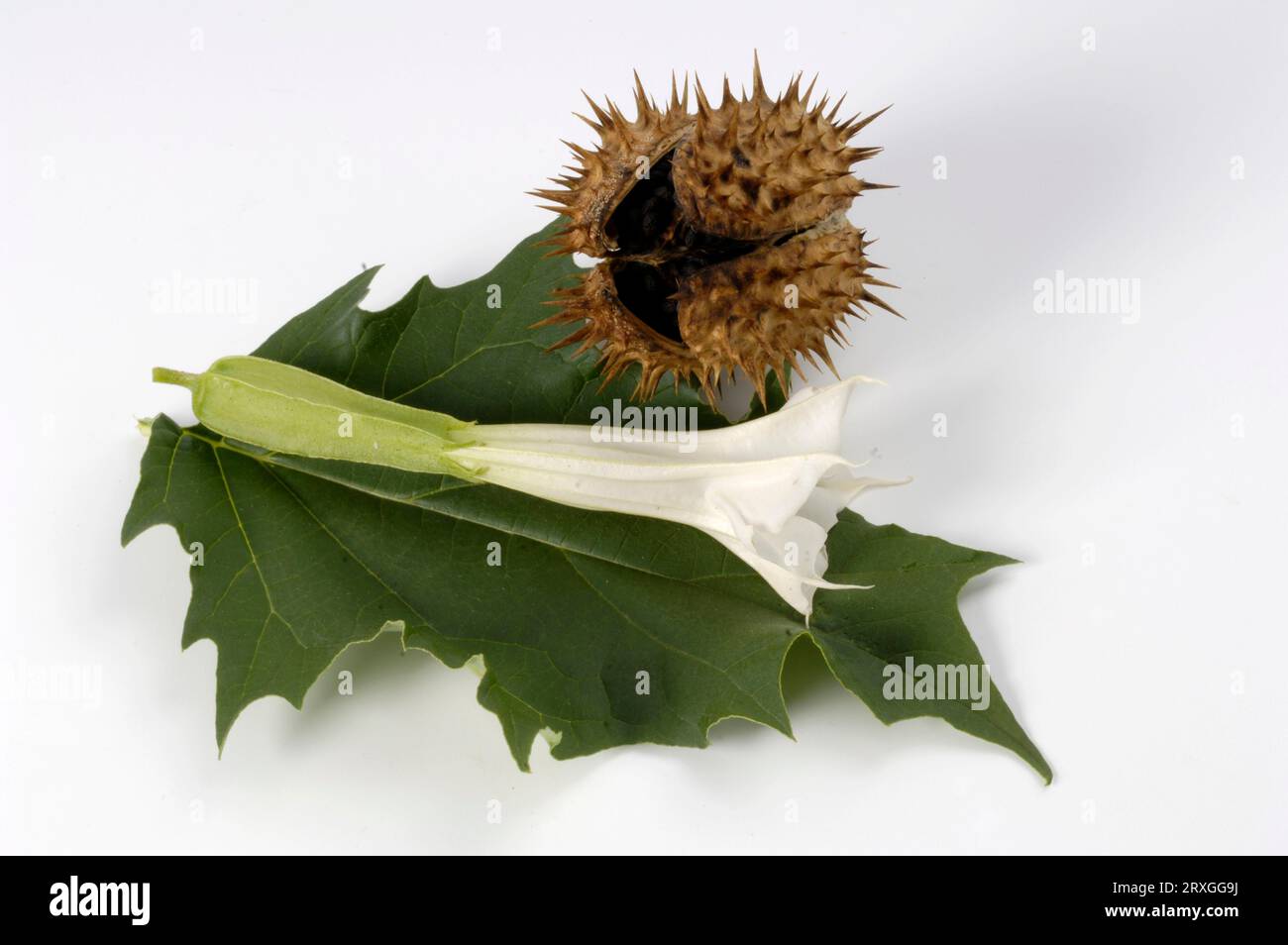 Thorn apple (Datura stramonium Stock Photo - Alamy