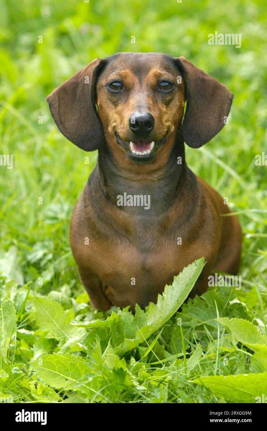 Short-haired dachshund, dachshund, dachshund Stock Photo - Alamy