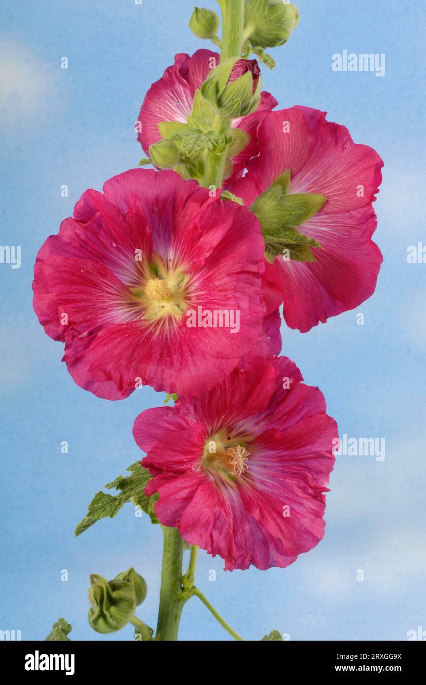 Hollyhock (Alcea rosea hybride) (Althaea rosea hybride Stock Photo - Alamy